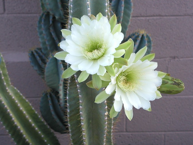 Cereus Cactus - Edible Wild Plant - How To Find, Identify, Prepare, And ...