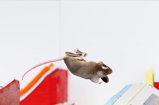 Check Out These Gnarly Skateboarding Mice As They Grind Coping And Do ...
