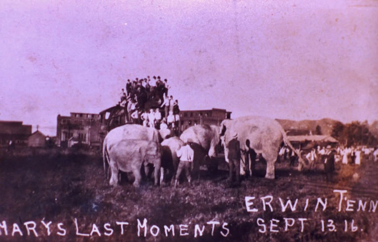 The Town That Hanged An Elephant - The Macabre Story Behind Murderous ...