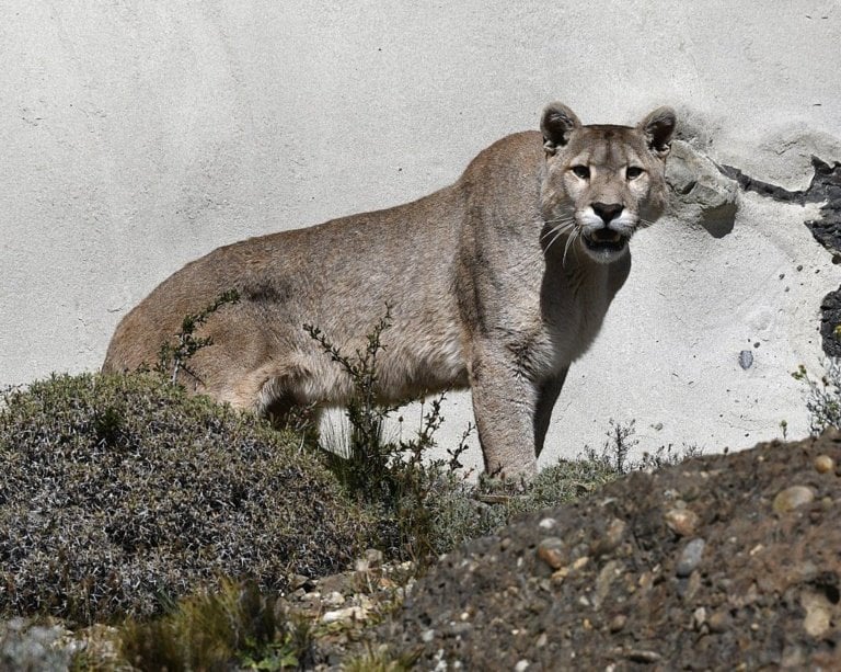How To Identify Mountain Lion (Cougar) Tracks And Signs. - Geek Slop
