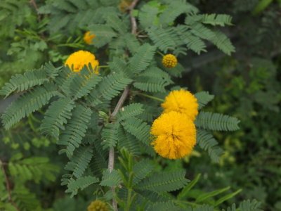 Acacia - Edible Wild Plant - How To Find, Identify, Prepare, And Other ...