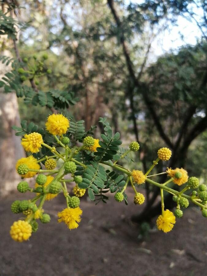 Acacia - Edible Wild Plant - How To Find, Identify, Prepare, And Other ...
