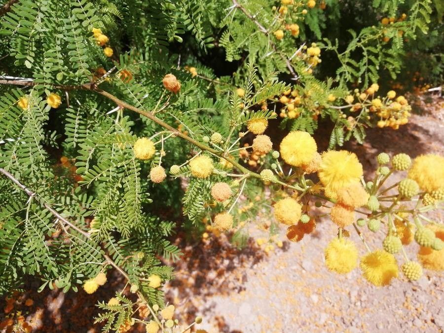 Acacia - Edible Wild Plant - How To Find, Identify, Prepare, And Other ...