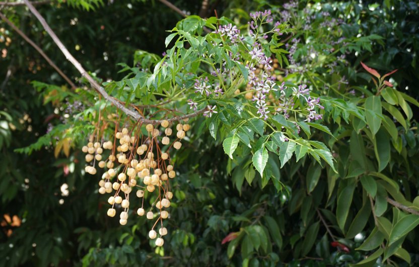 Chinaberry Tree - How To Identify This Poisonous Plant And Diagnose ...