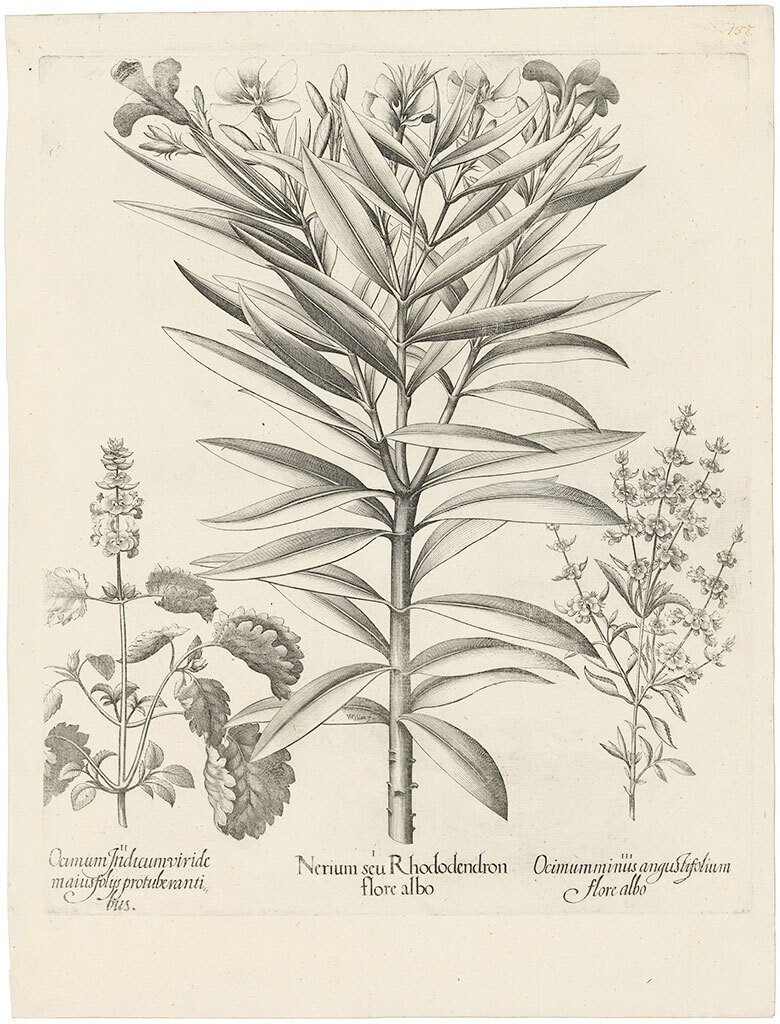 Oleander - How To Identify This Poisonous Plant And Diagnose/treat ...