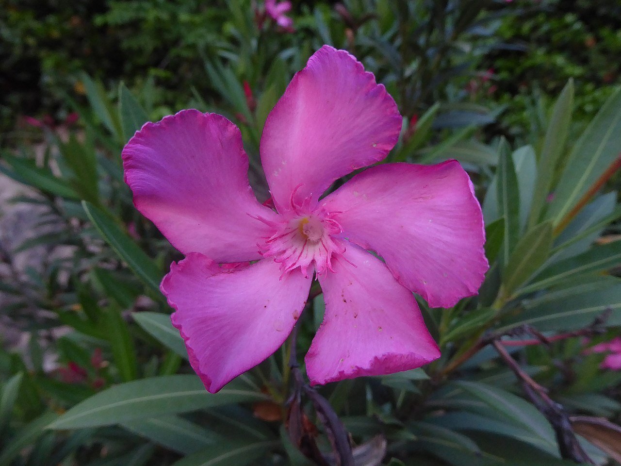 Oleander - How To Identify This Poisonous Plant And Diagnose/treat ...