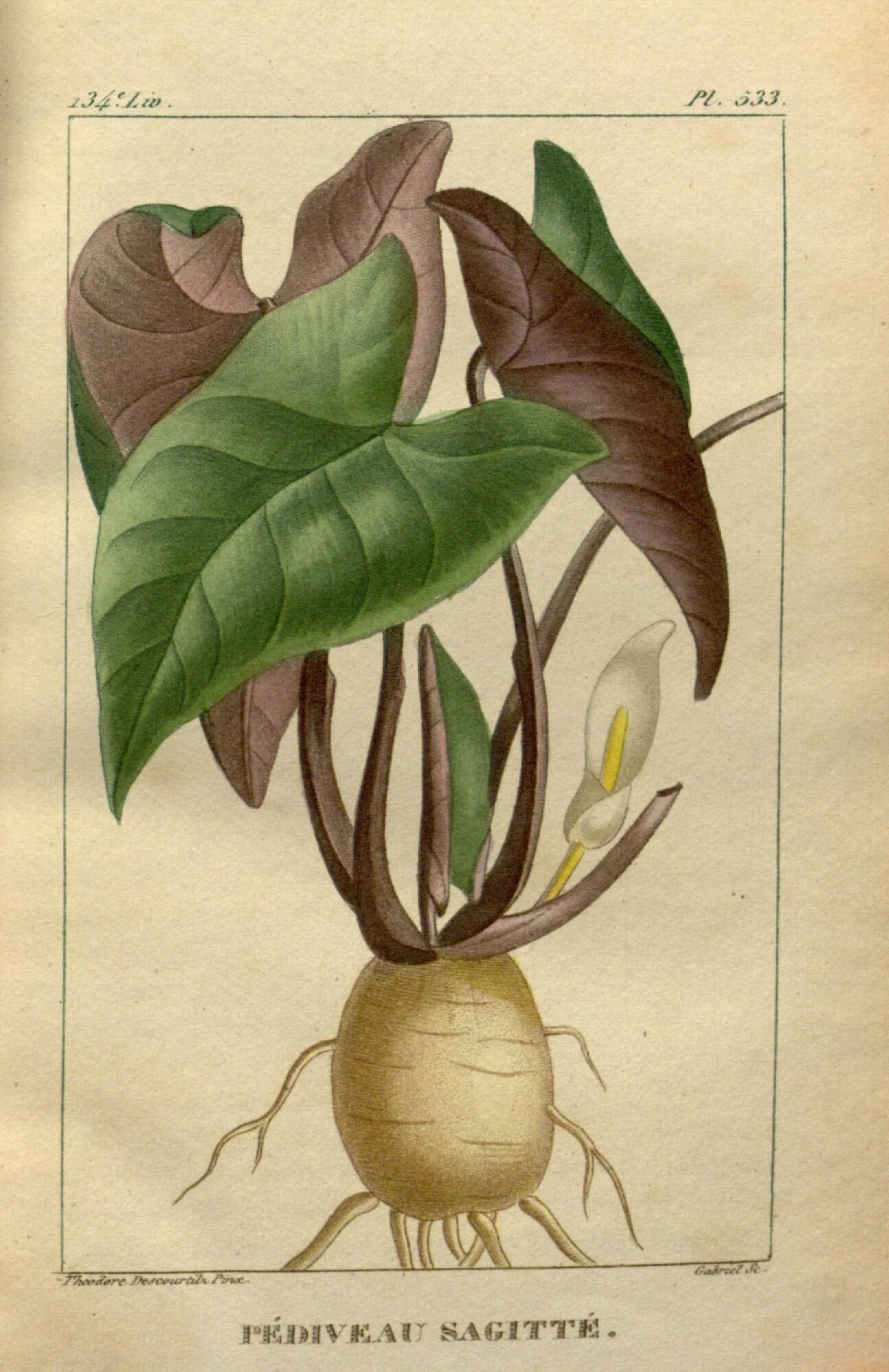 Malanga - Edible Wild Plant - How To Find, Identify, Prepare, And Other ...