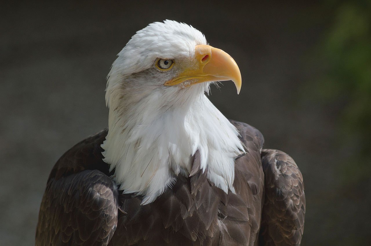 An Eagle Has Amazing Eyes - It Can Even See UV Light Which Lets It ...