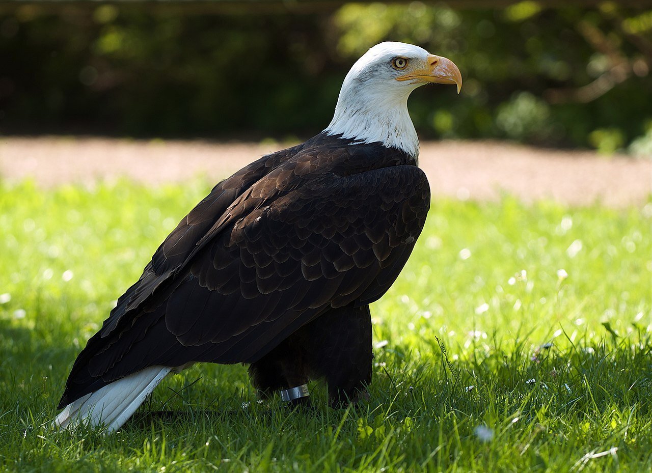 An Eagle Has Amazing Eyes - It Can Even See UV Light Which Lets It ...