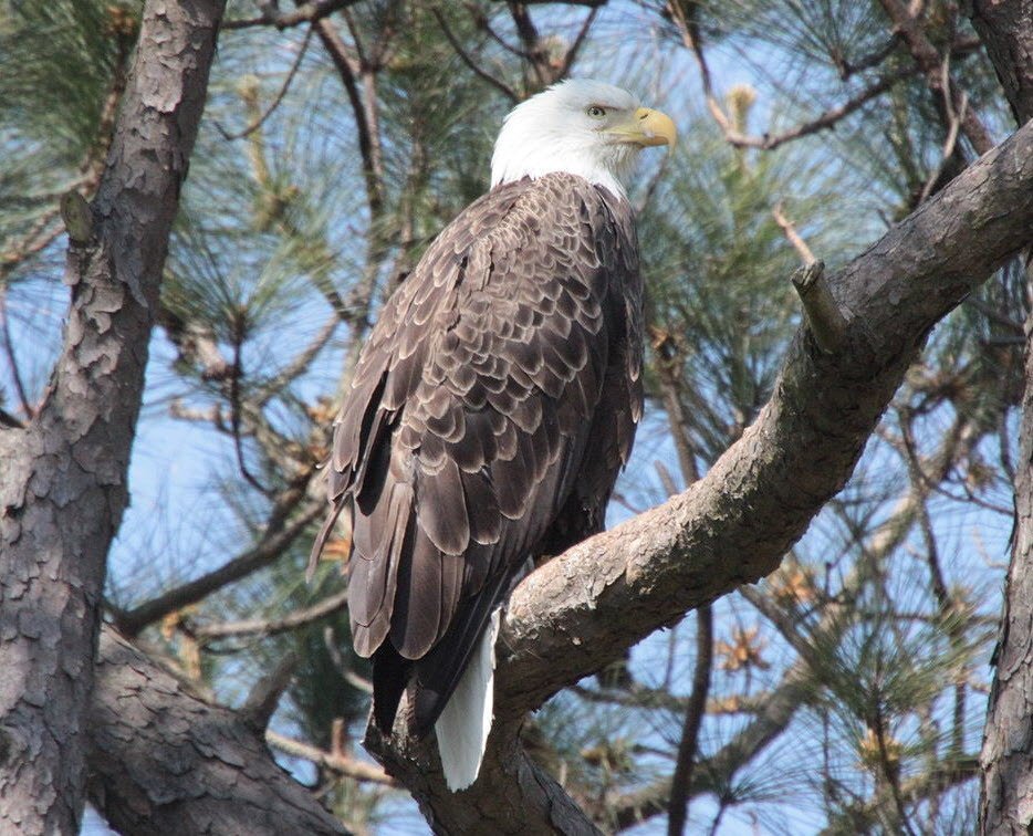 An Eagle Has Amazing Eyes - It Can Even See UV Light Which Lets It ...