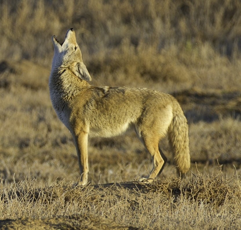Researchers Believe They Know The Reason A Pack Of Coyotes Launched A ...