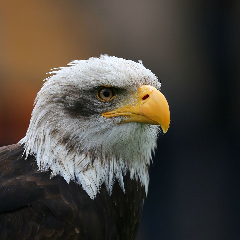 An Eagle Has Amazing Eyes - It Can Even See UV Light Which Lets It ...