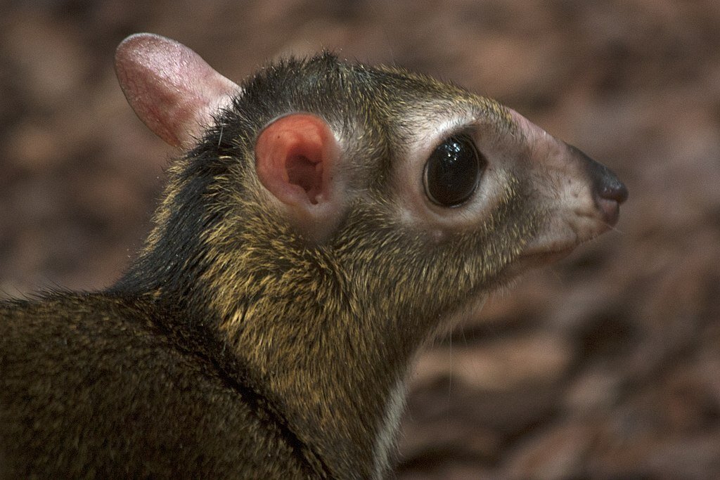 A Deer No Bigger Than A Hamster? Meet The Tiny Java Mouse-deer! - Geek Slop
