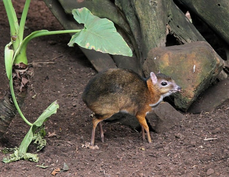 A Deer No Bigger Than A Hamster? Meet The Tiny Java Mouse-deer! - Geek Slop