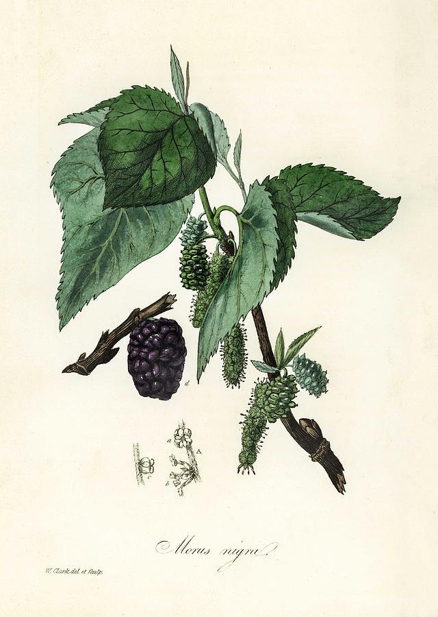 Mulberry Tree - Edible Wild Plant - How To Find, Identify, Prepare, And ...