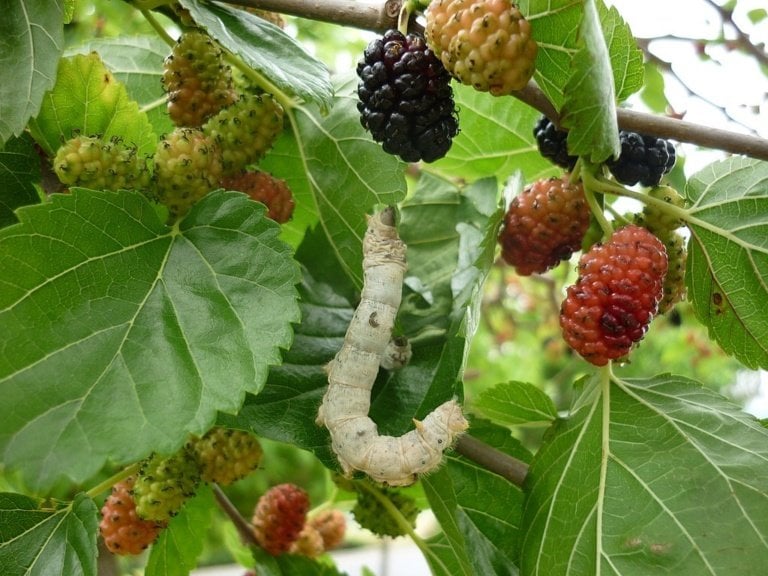 Mulberry Tree - Edible Wild Plant - How To Find, Identify, Prepare, And ...