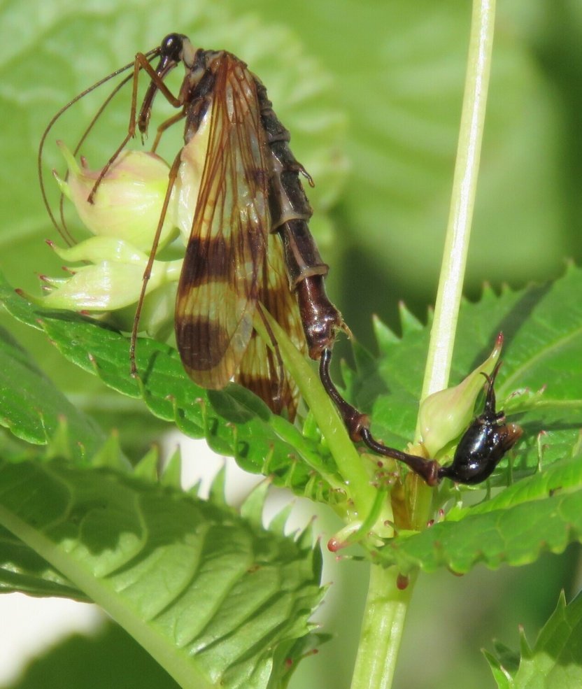 Newly Discovered Scorpionfly Species Looks Like Something Out Of A ...