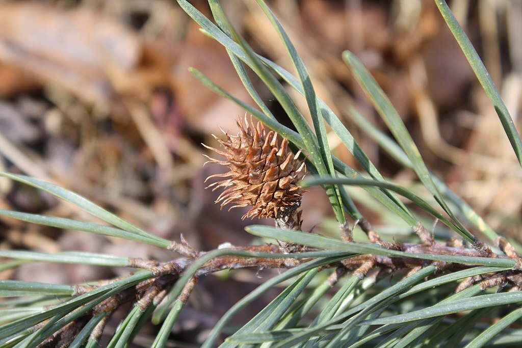 Pine Trees - Pine Provides A Bounty Of Uses In Survival Situations ...