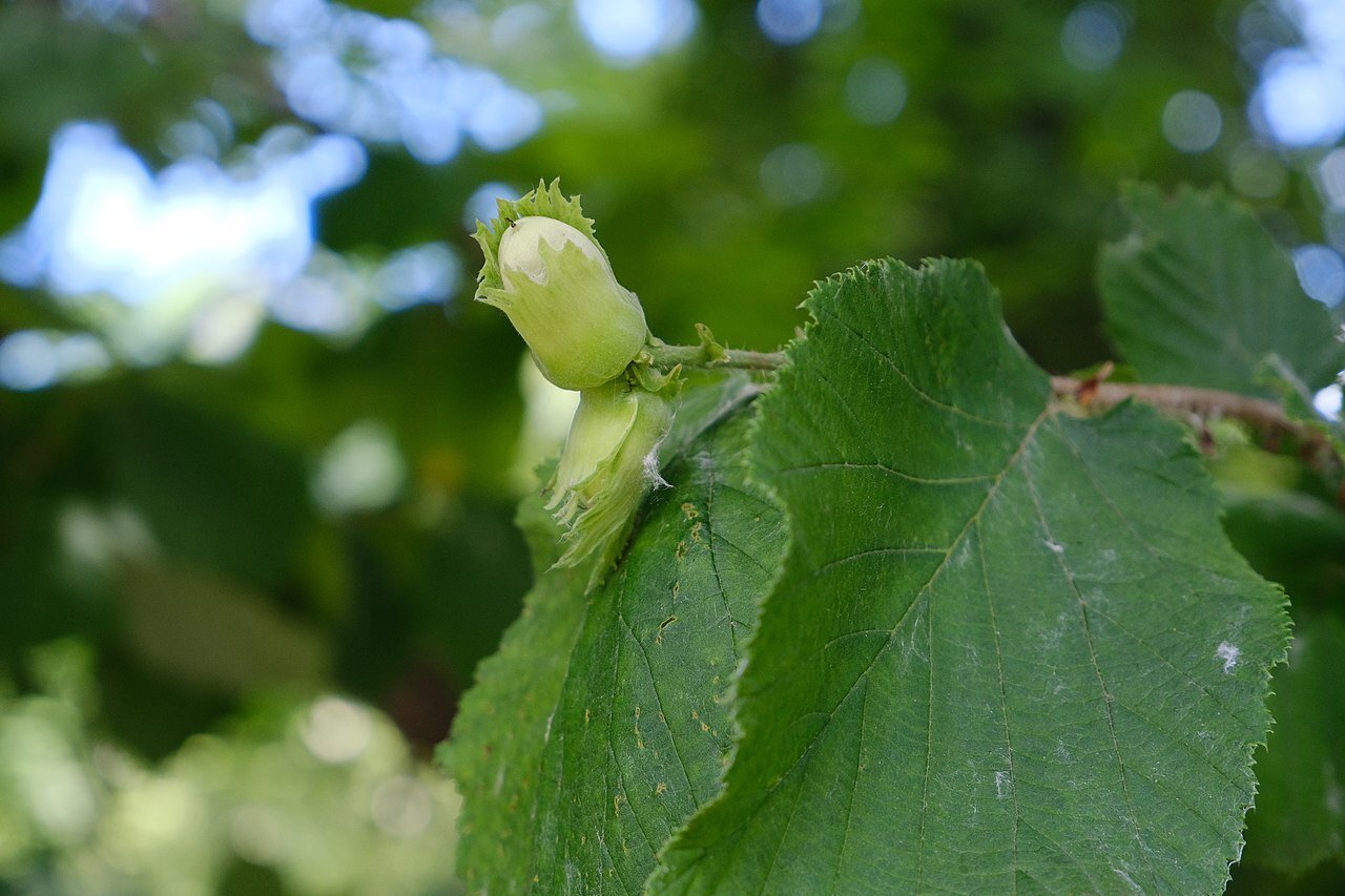 Hazelnut Or Wild Filbert - Edible Wild Plant - How To Find, Identify ...
