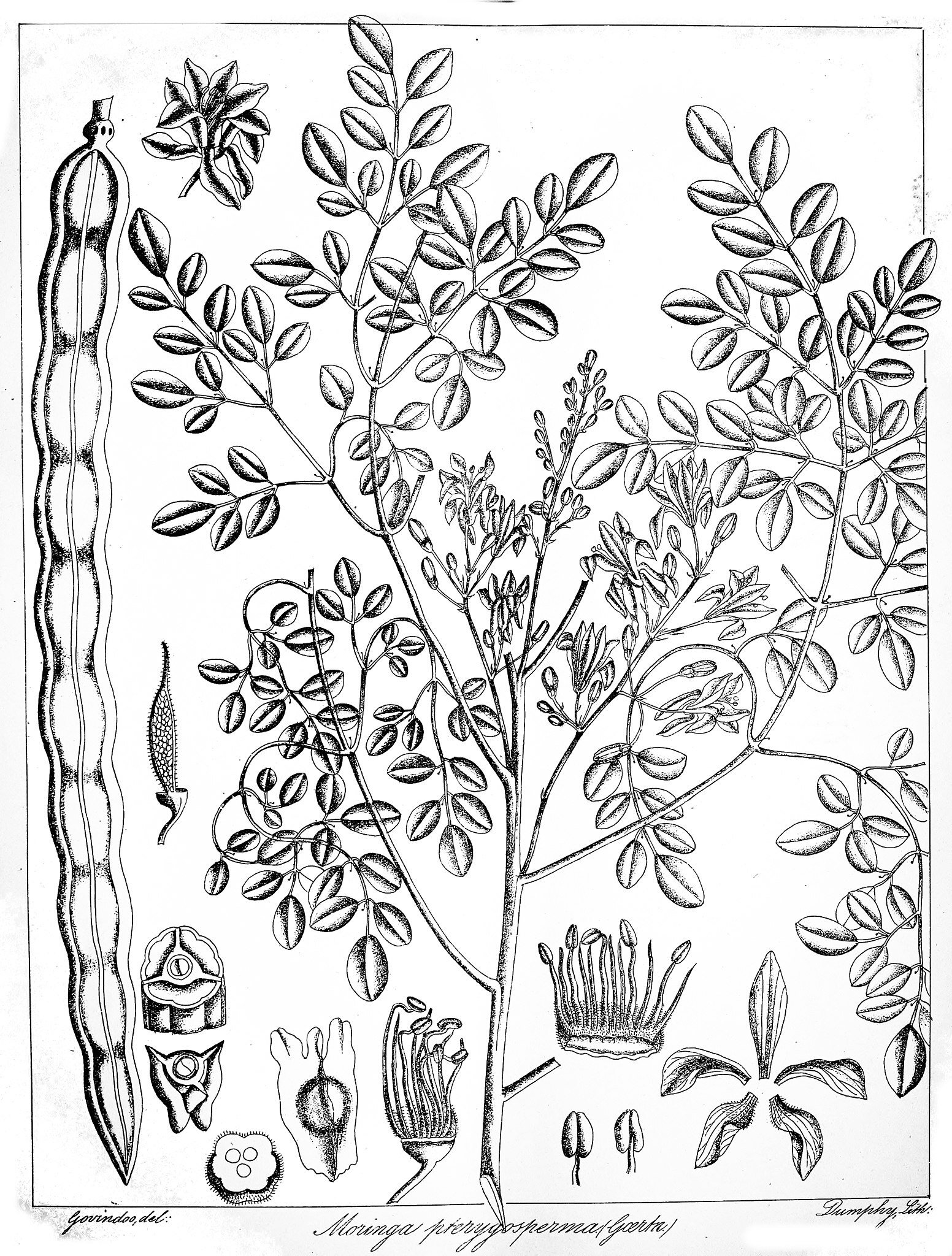 Horseradish Tree - Edible Wild Plant - How To Find, Identify, Prepare ...