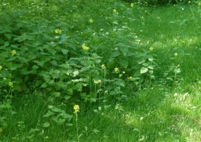 Nettle - This Prickly Plant Is Edible (and Nutritious), And Its Fibers ...