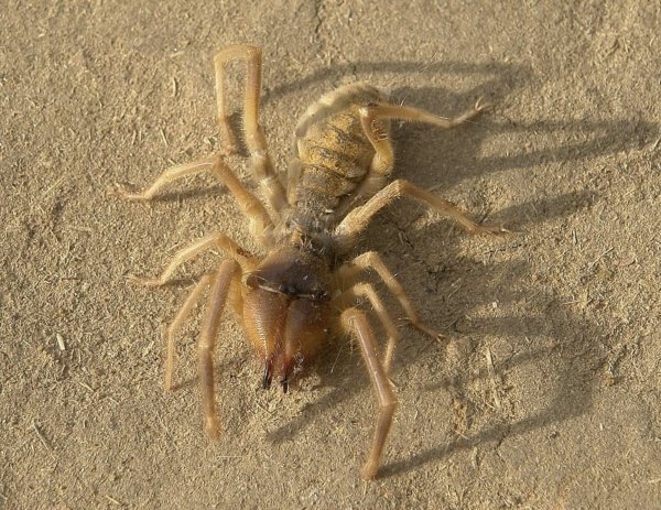Meet Death On Eight Legs - The Fierce And Awesome Camel Spider Was Born ...