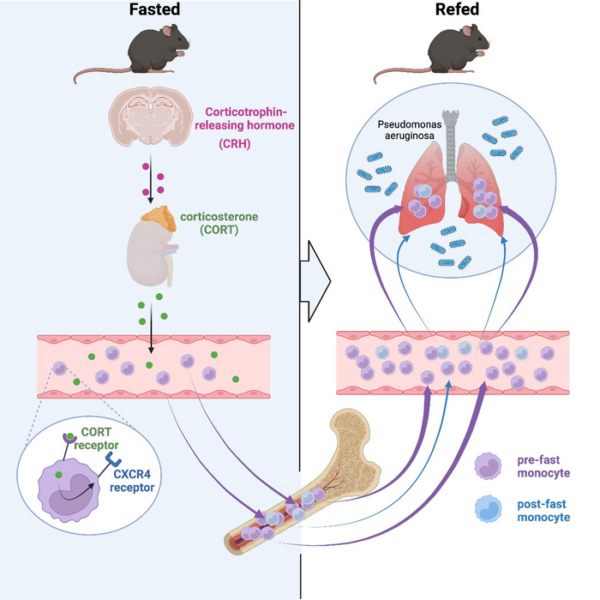 New Study Shows Fasting May Have Negative Impact On Immune System And ...