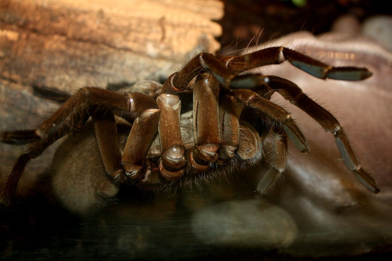 Puppy-sized Spider Makes Horrifying Clicking Sound When Walking And ...