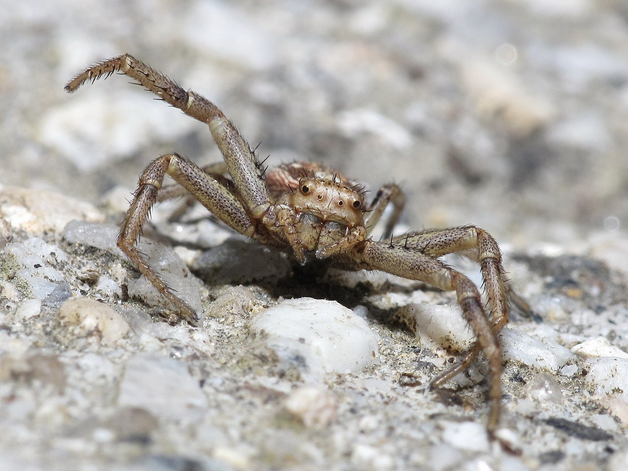 Beautiful Bugs And Icky Spiders - Geek Slop