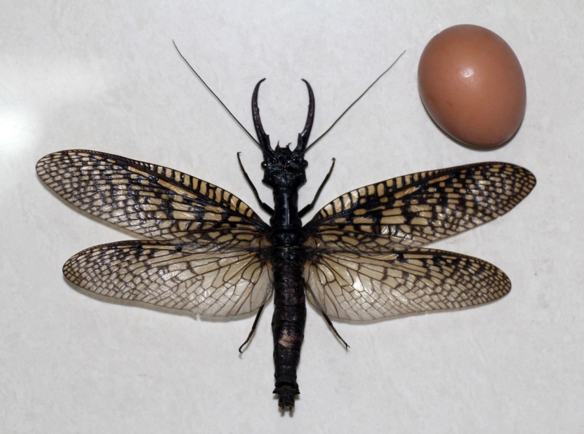 China Discovers World's Largest Bug - Grab Something And Hold On Tight ...