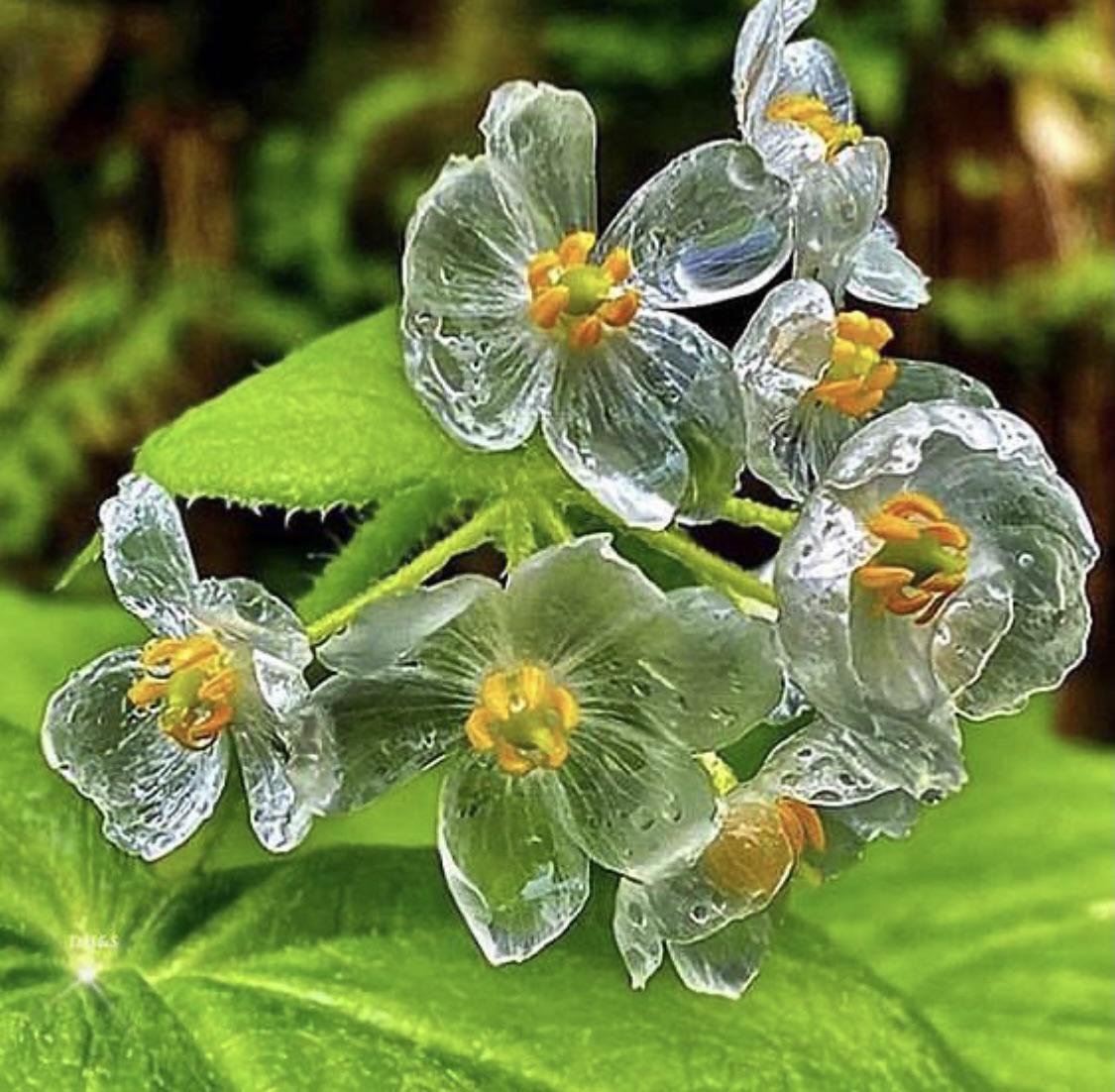 The Skeleton Flower Magically Transforms Into Glassy, Crystal-clear ...