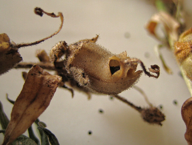 The Amazing Snapdragon Flower Seed Pod Looks Like A Human Skull - Geek Slop