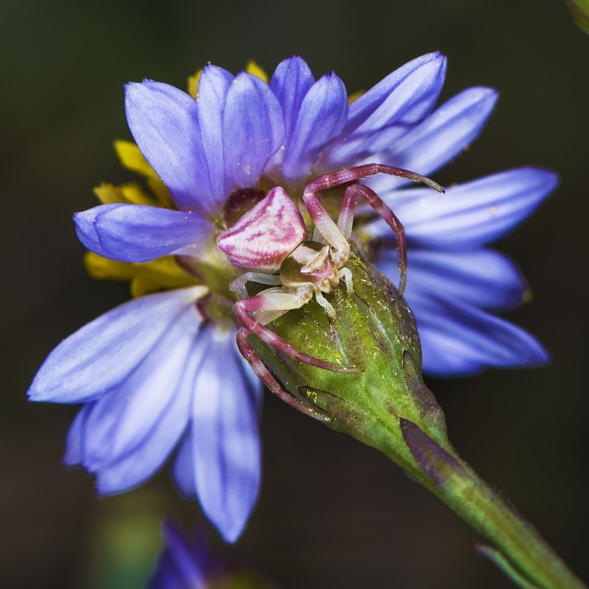 Beautiful Bugs And Icky Spiders - Geek Slop