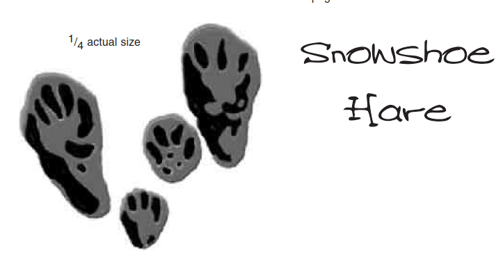 Animal Tracking - Animal Tracks And Signs Guide - How To Track Any ...