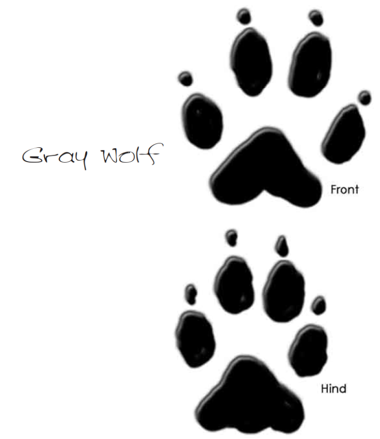 Animal Tracking - Animal Tracks And Signs Guide - How To Track Any ...