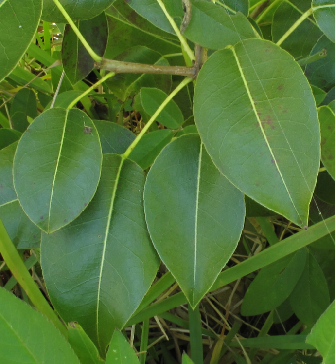 Manchineel - How To Identify This Poisonous Plant And Diagnose/treat ...