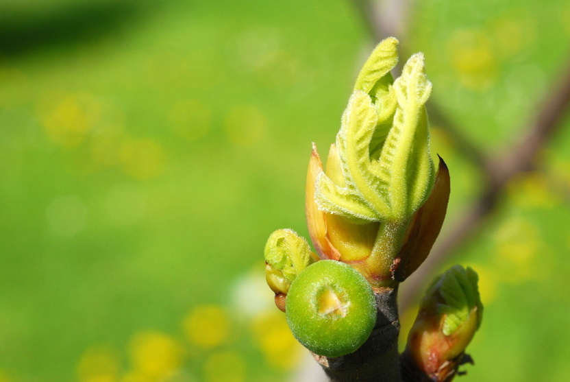 Wild Figs - How To Identify Wild Figs And Prepare For Food