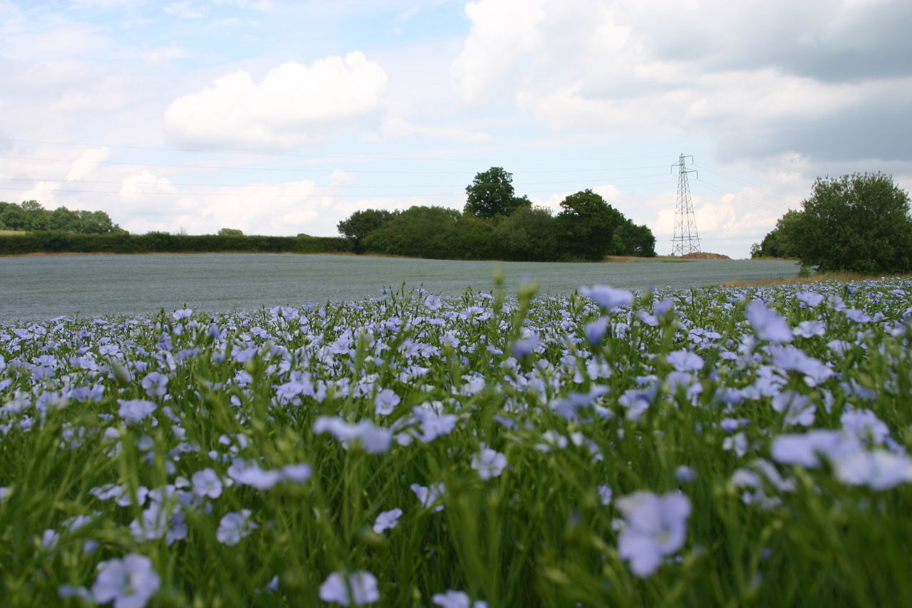 Flax Plant Guide - The Many Uses Of The Flax Plant In The Wild. - Geek Slop