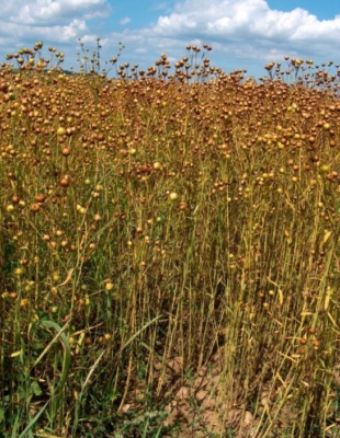 Flax Plant Guide - The Many Uses Of The Flax Plant In The Wild. - Geek Slop
