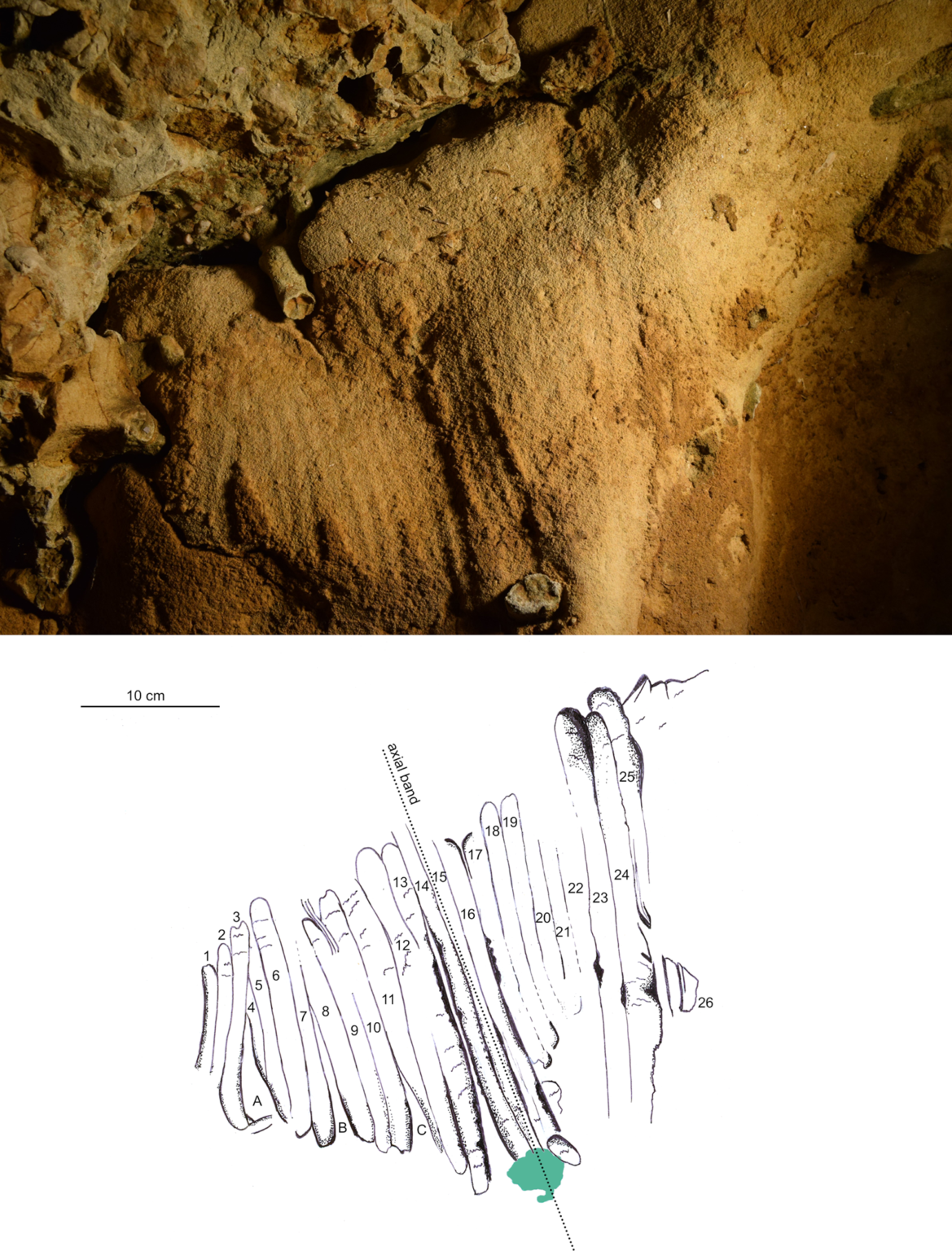 France's La Roche-Cotard Cave Drawings Determined To Be The Oldest ...