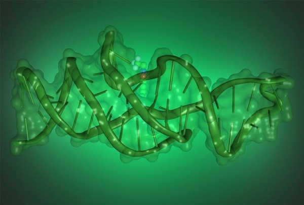 New Study Finds DNA Can Fold Into Complex Structures And Execute New ...