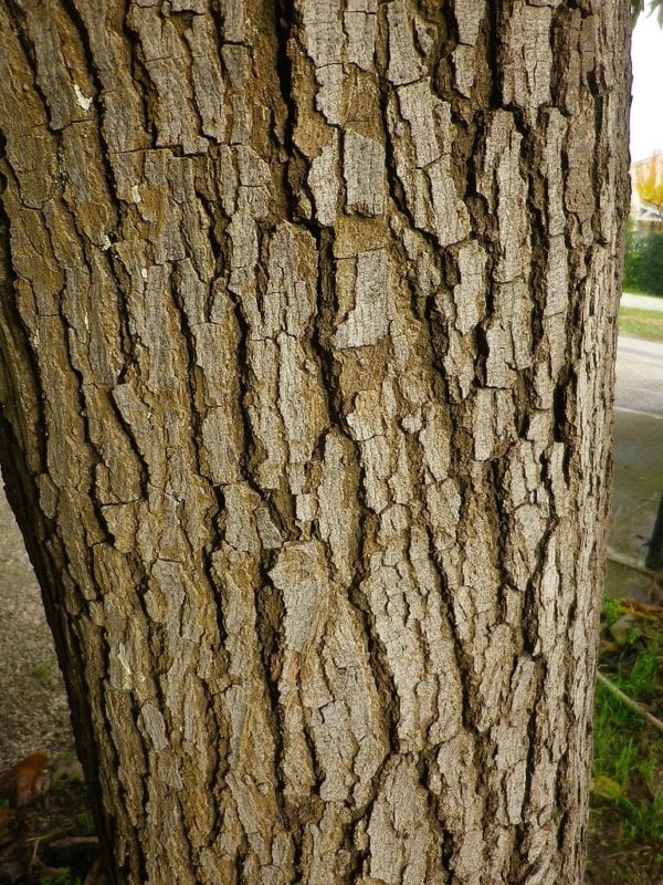 Mulberry Tree - Edible Wild Plant - How To Find, Identify, Prepare, And ...
