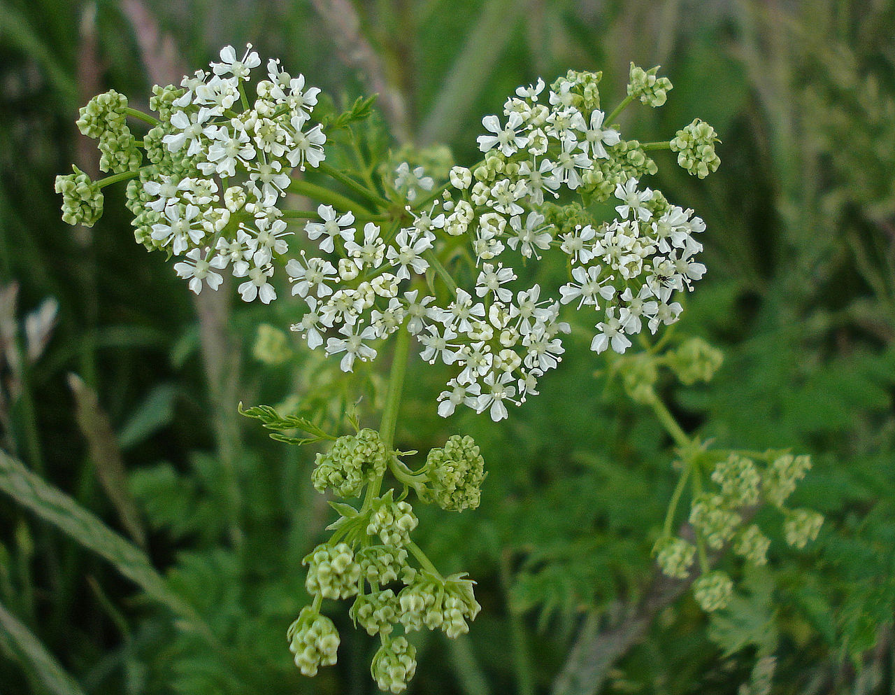 Poison Hemlock Plant (fool's Parsley) - How To Identify This Poisonous ...