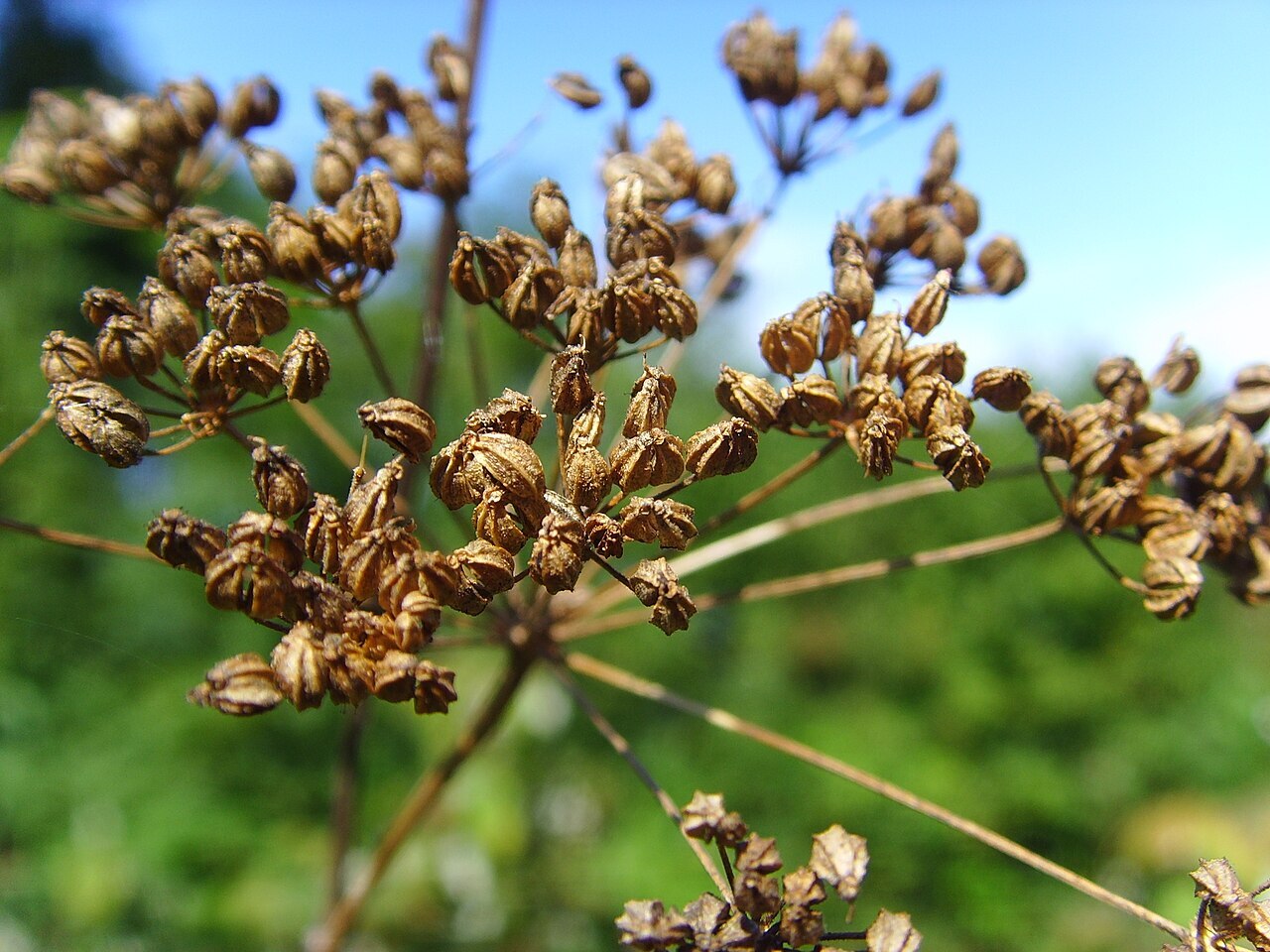 Poison Hemlock Plant (fool's Parsley) - How To Identify This Poisonous ...