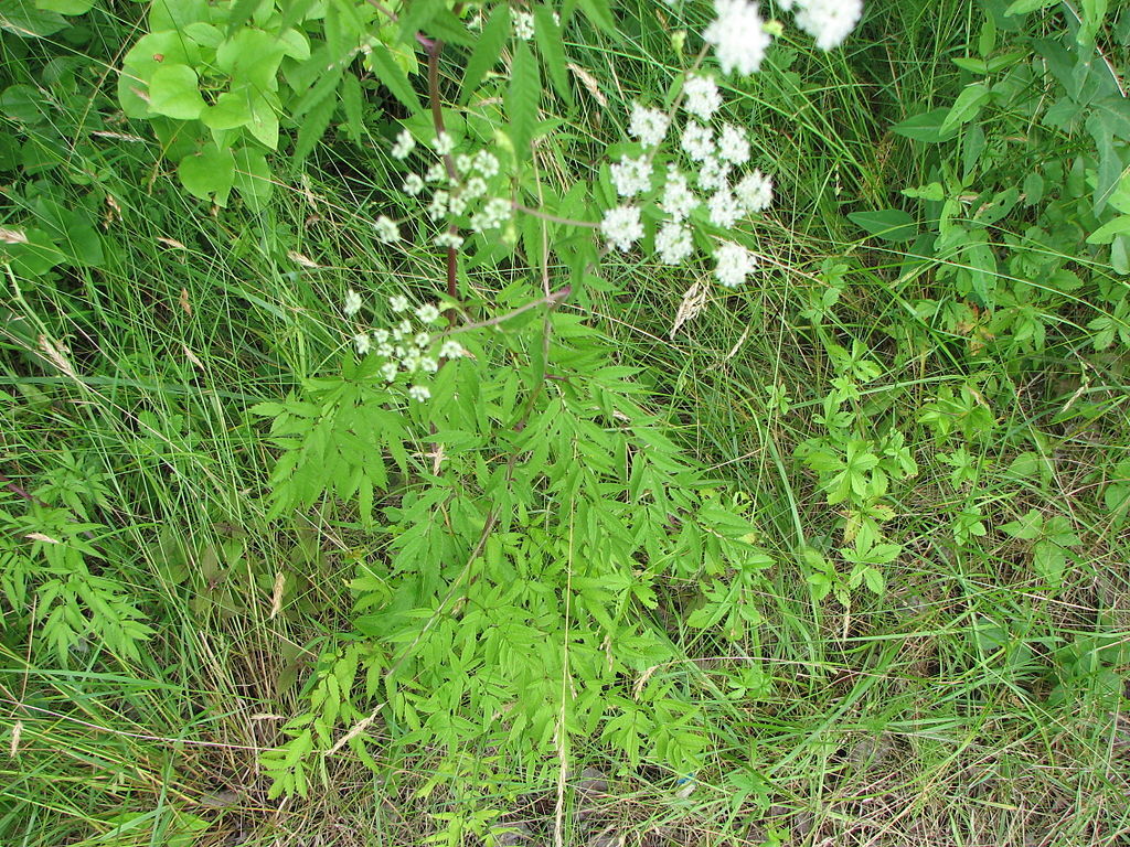 Water Hemlock Plant (spotted Cowbane) - How To Identify This Poisonous ...