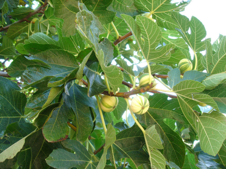 Wild Figs - How To Identify Wild Figs And Prepare For Food