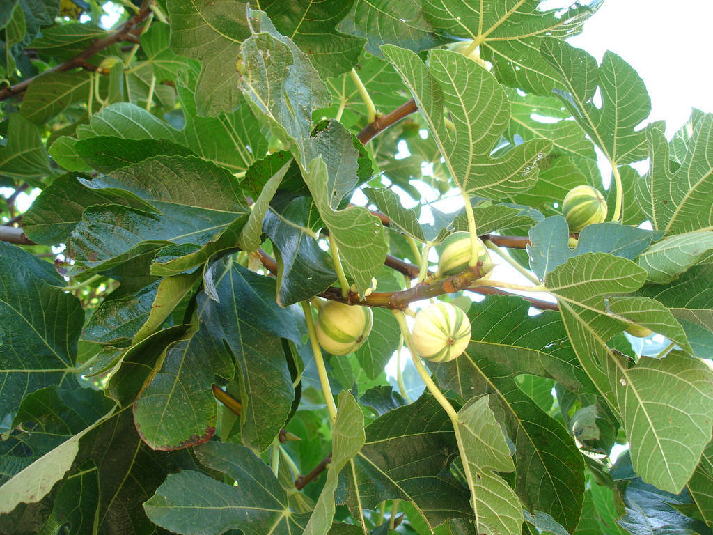 Wild Figs - How To Identify Wild Figs And Prepare For Food